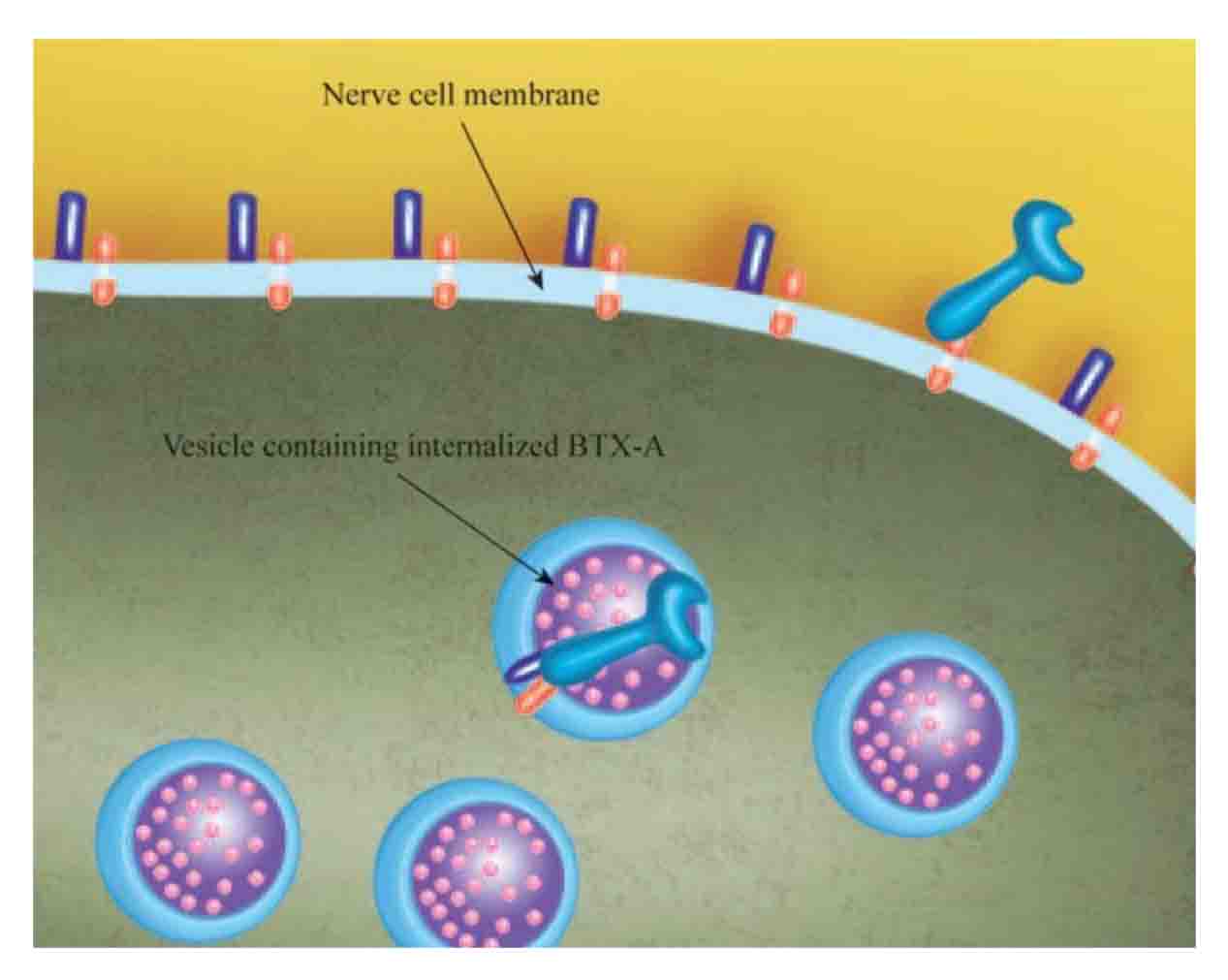 Unit 4: Introduction To Botulinum Toxin & Mechanism Of Action – Beauty ...